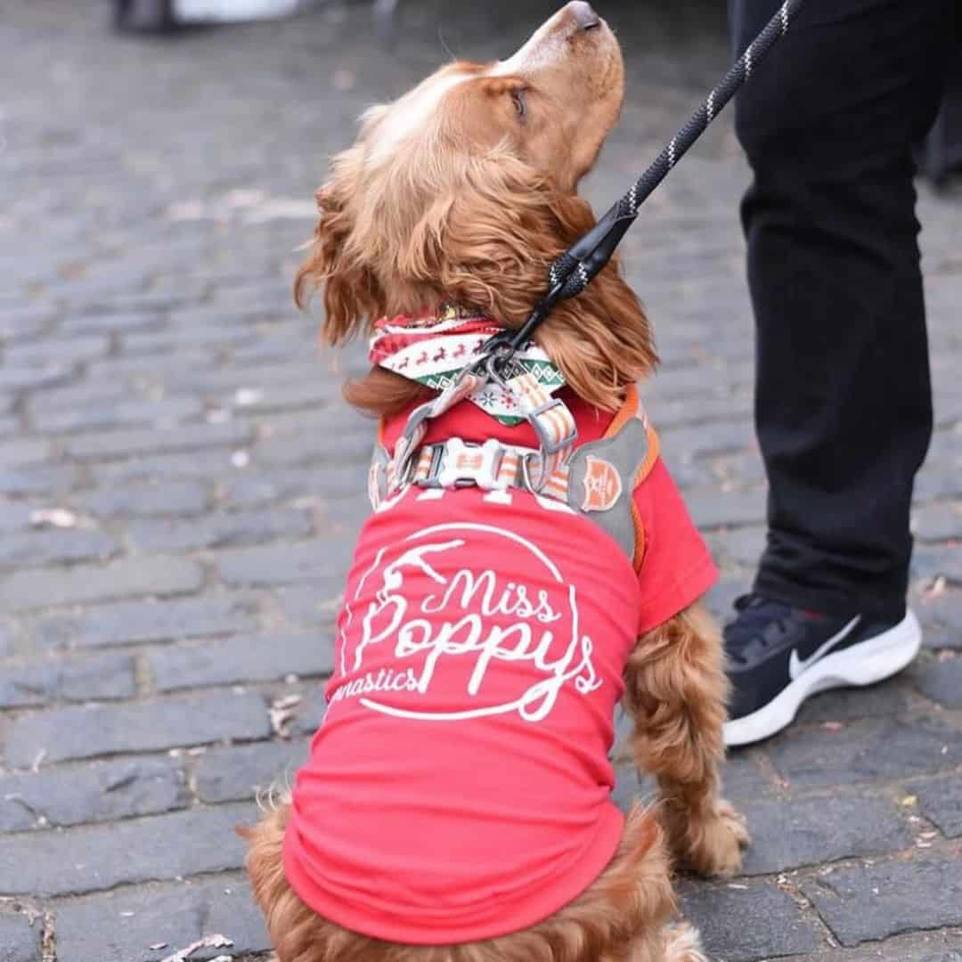 Miss Poppy's Gymnastics Club Takes Abingdon by Storm at Extravaganza ...